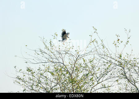 A red kite landing on a tree stump Stock Photo - Alamy