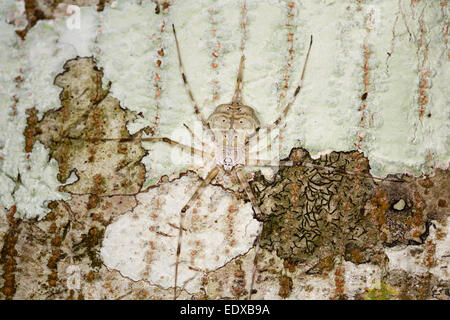 Tree Trunk Spider, Hersiliidae Family, camouflaged on tree, Klungkung ...