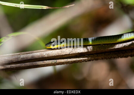 Australian non-venomous Common Tree Snakes Stock Photo - Alamy