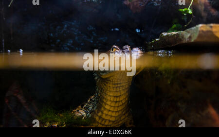 Alligator Eyes above water Stock Photo - Alamy