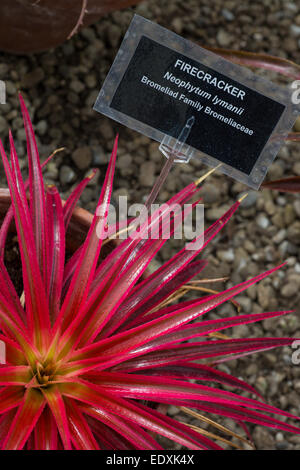 Firecracker, Neophytum lymanii, Bromeliad Family Bromeliaceae Stock ...