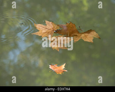 Autumn eaves floating on the Canal du Midi at Bram, Languedoc, southern ...