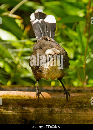 Australian Grey-crowned babbler, Pomatostomus temporalis, on edge of ...