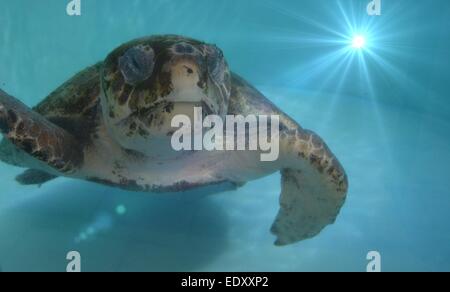 loggerhead turtles having fun Stock Photo - Alamy