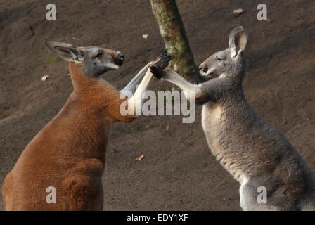 Boxing male Australian Red Kangaroos (Macropus rufus Stock Photo - Alamy