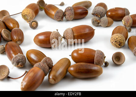 A bunch of acorns on a white background Stock Photo - Alamy