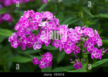 Phlox paniculata 'Fancy Feelings' Stock Photo - Alamy