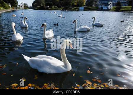 Mute swans on a boating lake at Goodrington Sands, South Devon Stock ...