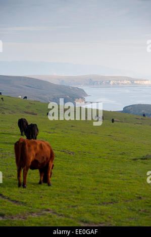 USA California CA cattle ranch on Point Reyes National Seashore cows ...