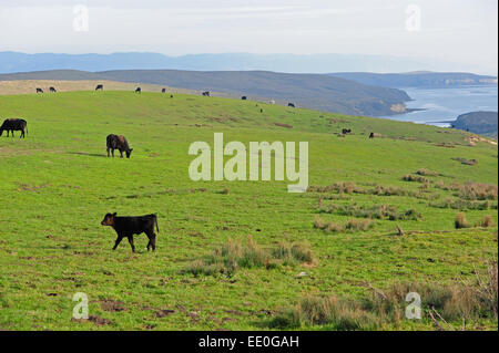 USA California CA cattle ranch on Point Reyes National Seashore cows ...
