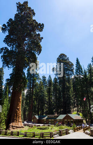 Sentinel Tree, a Giant Sequoia, Sequoiadendron giganteum, outside the Giant Forest Museum in ...