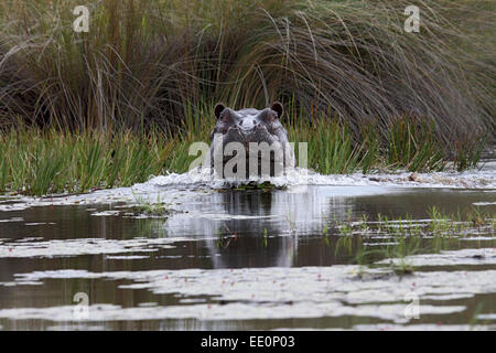 Agitated Hippopotamus swimming strongly in river in the Okavango Delta ...