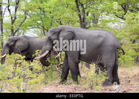 African Elephant (loxodonta africana) stripping bark off a fever tree ...
