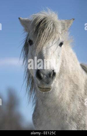 Vertical shot of a cute pony at a pasture Stock Photo - Alamy