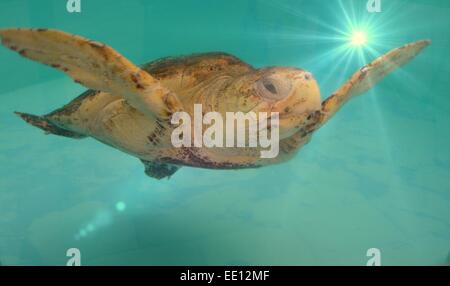 loggerhead turtles having fun Stock Photo - Alamy
