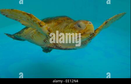 Loggerhead turtles going for a swim Stock Photo - Alamy
