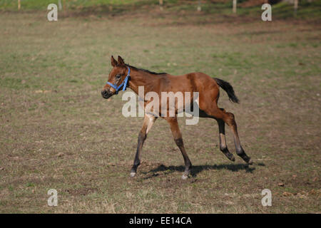 Wonderful young purebred foal galloping alone in pasture. Baby horse ...