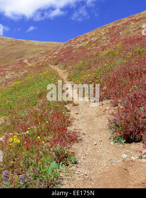 Alpine tundra landscape with autumn colors Stock Photo - Alamy
