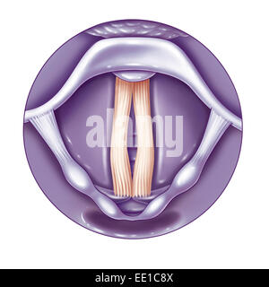 Human vocal cords and larynx, illustration Stock Photo - Alamy