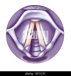 VOCAL CORD, DRAWING Stock Photo - Alamy