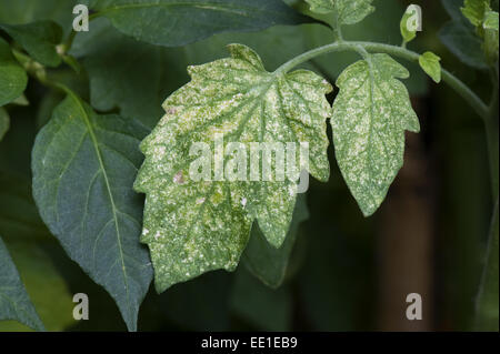 Two spotted spider mites Tetranychus urticae female pests on a leaf ...