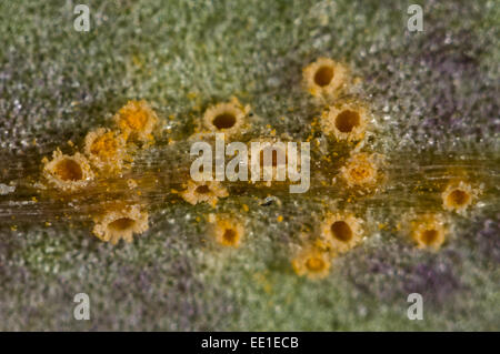 Photomicrograph of the aecia of groundsel rust, Puccinia lagenophorae ...