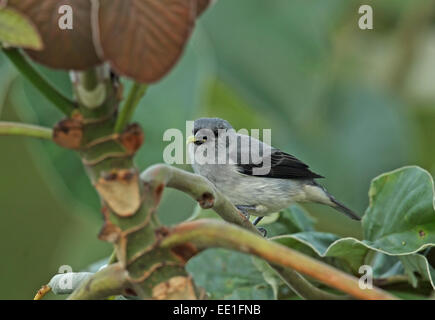Plain-coloured Tanager (Tangara inornata languens) adult, feeding in ...