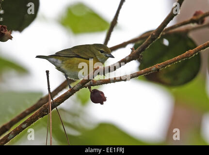 White-vented Euphonia (Euphonia minuta humilis) adult male, feeding in ...