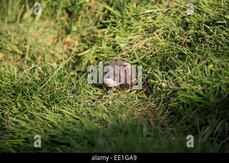 Western Polecat (Mustela putorius) baby, emerging from burrow, Surrey ...