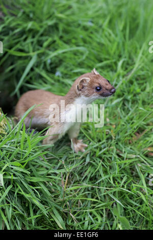 Stoat (Mustela erminea) adult, emerging from entrance to rabbit burrow ...