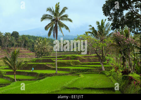 Rice terraces on the slope of Kawah Ijen (Ijen Crater), Banyuwangi ...