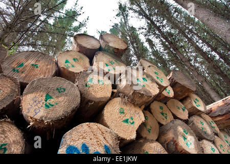 Forestry logs, Waikato, North Island, New Zealand, Pacific Stock Photo ...
