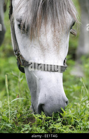 Gray arabian yearling grazing on summer pasture. Head shot of two young ...