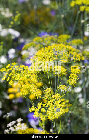 Yellow summer flowers of fennel (Foeniculum vulgare) and purple Verbena ...