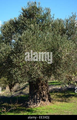 sunlight, orchard, tree canopy, sun ray, sun rays, sunbeam, sunbeams ...