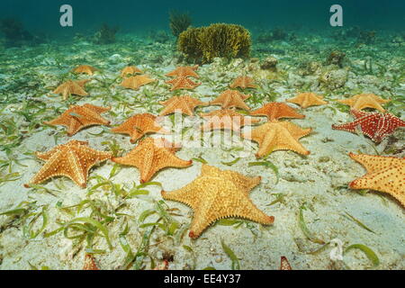 Many starfish, Oreaster reticulatus, underwater in a coral reef Stock ...