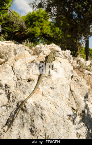Greek lizard on a rock Stock Photo - Alamy
