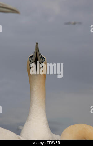 Northern Gannet (Morus bassanus) seen flying from above with its shadow ...