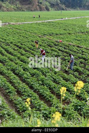 Dehong, China's Yunnan Province. 14th Jan, 2015. Farmers of Dai ethnic ...
