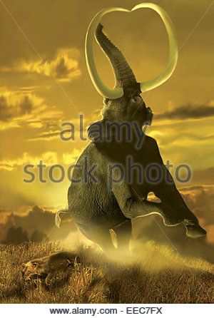 Columbian Mammoth, Mammuthus columbi, Pleistocene Ice Age, Platte Stock ...