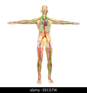 Blood Circulation Arms Stock Photo - Alamy