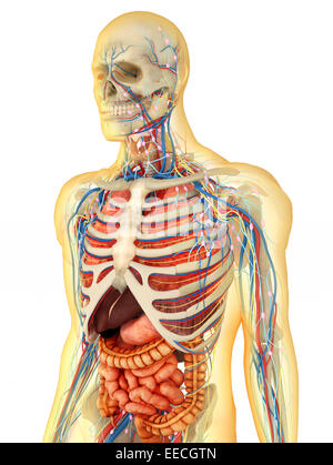 Human midsection with internal organs Stock Photo, Royalty Free Image ...