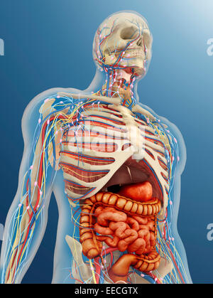 Human midsection with internal organs Stock Photo - Alamy