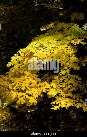 Autumnal maple tree branch Stock Photo - Alamy