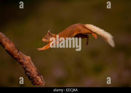 Red squirrel jumping Stock Photo - Alamy