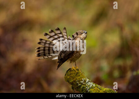Sparrow Hawk Preening Stock Photo - Alamy
