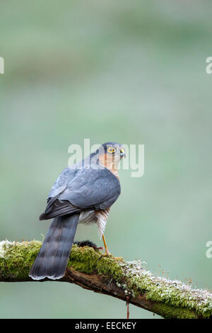 Accipiter nisus sparrowhawk sparrow hawk bird-of-prey predator beak ...