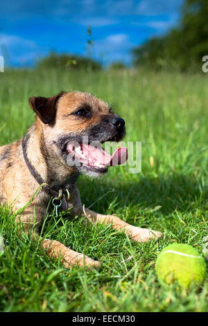 Border Terrier chasing a tennis ball on a sandy beach Stock Photo - Alamy