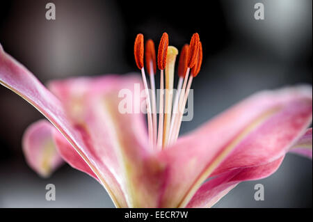 Calyx of a yellow Lily Stock Photo: 82329168 - Alamy