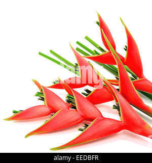 Tropical red heliconia flower (Heliconia stricta), isolated on a white ...